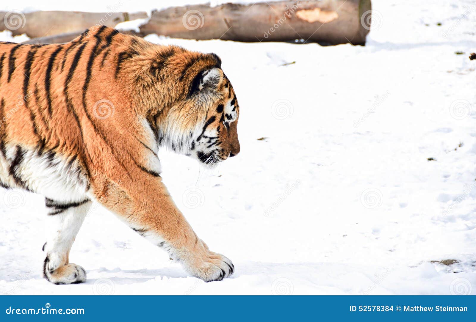 Tiger walking in from left stock photo. Image of stripes - 52578384