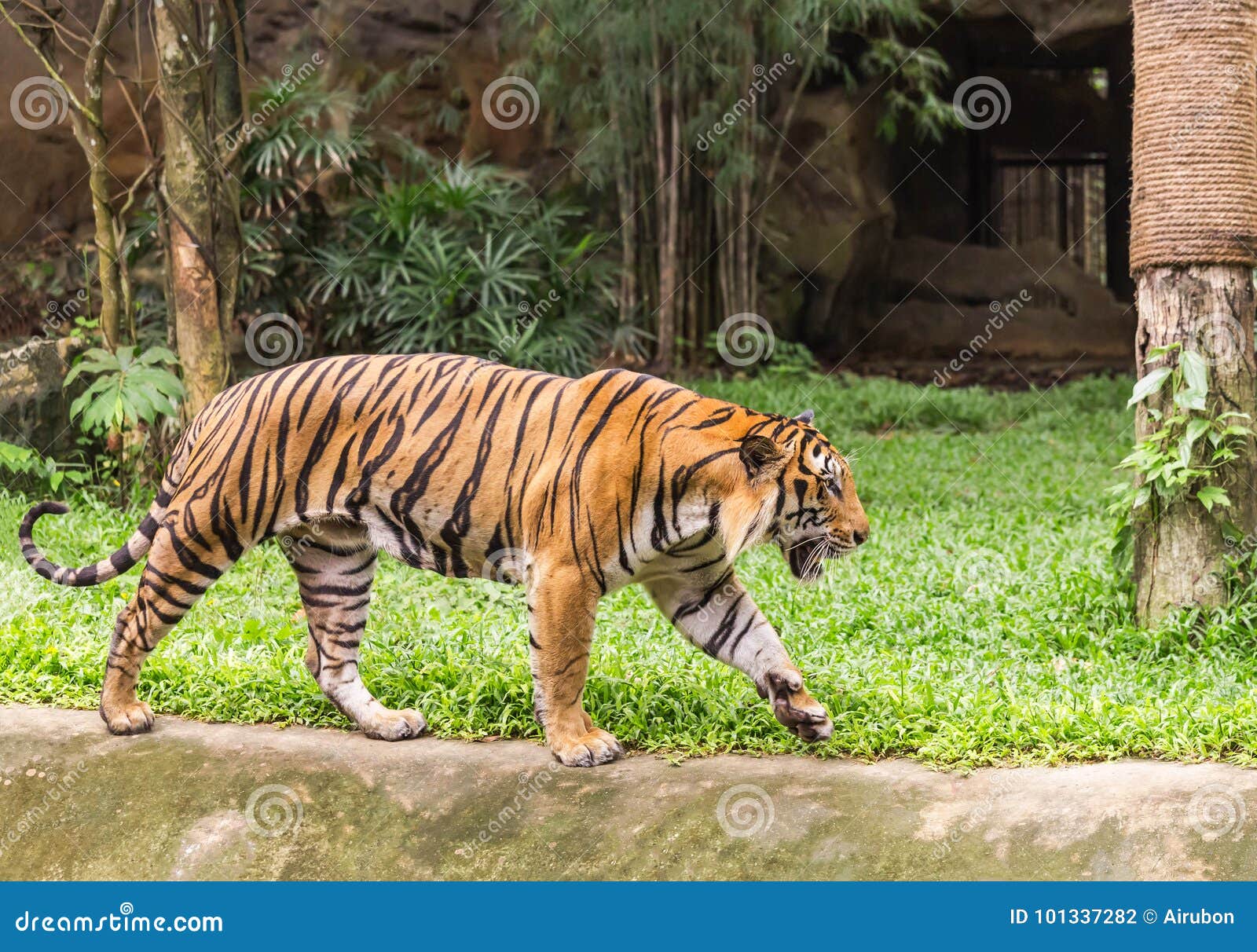 Tiger walking in nature stock photo. Image of outdoors - 101337282