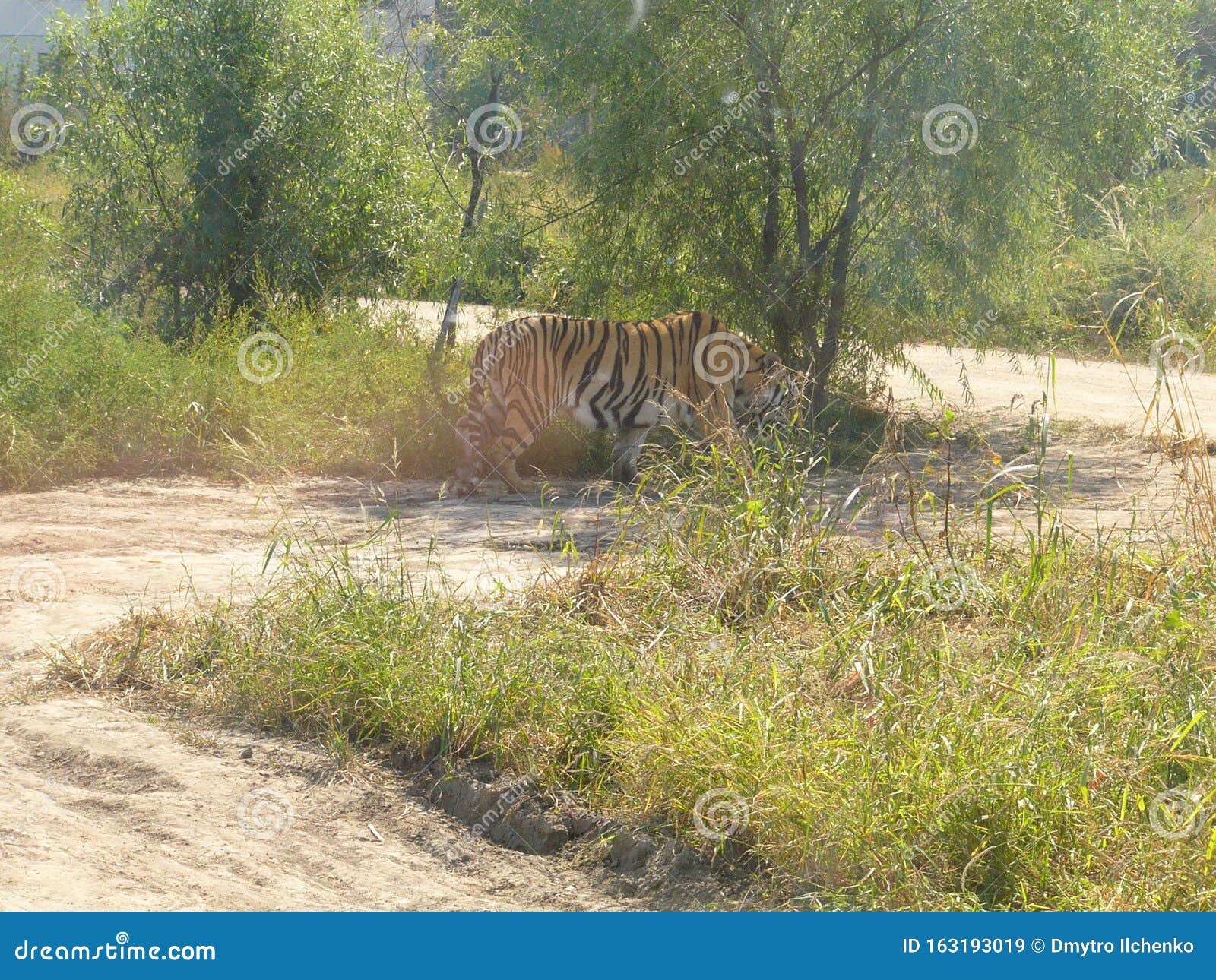 Tiger walking in the sand stock image. Image of mammal - 163193019