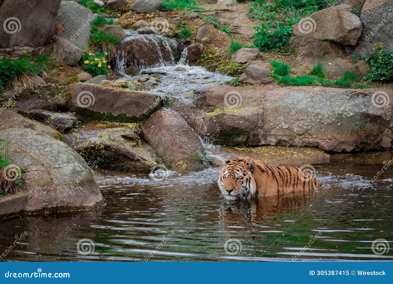 Tiger Walking in Shallow Stream in Forest Stock Image - Image of ...