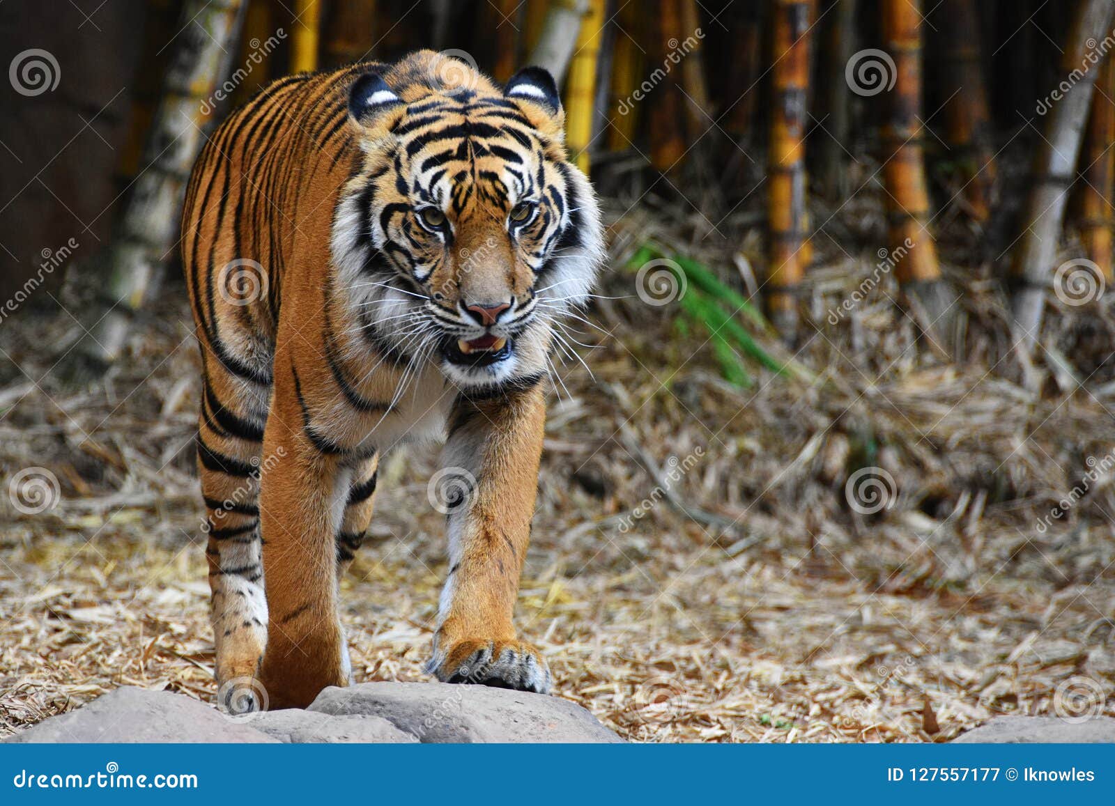 Tiger Walking Showing Teeth Ears Folded Back Stock Image - Image of ...