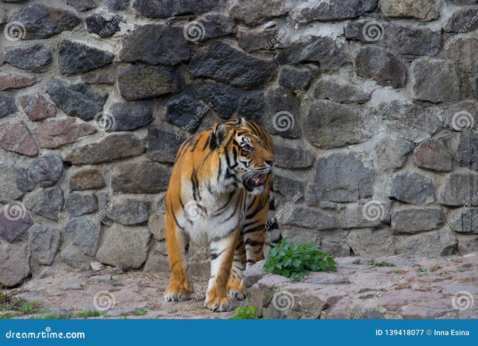 Tiger walking stock image. Image of siberian, tiger - 139418077