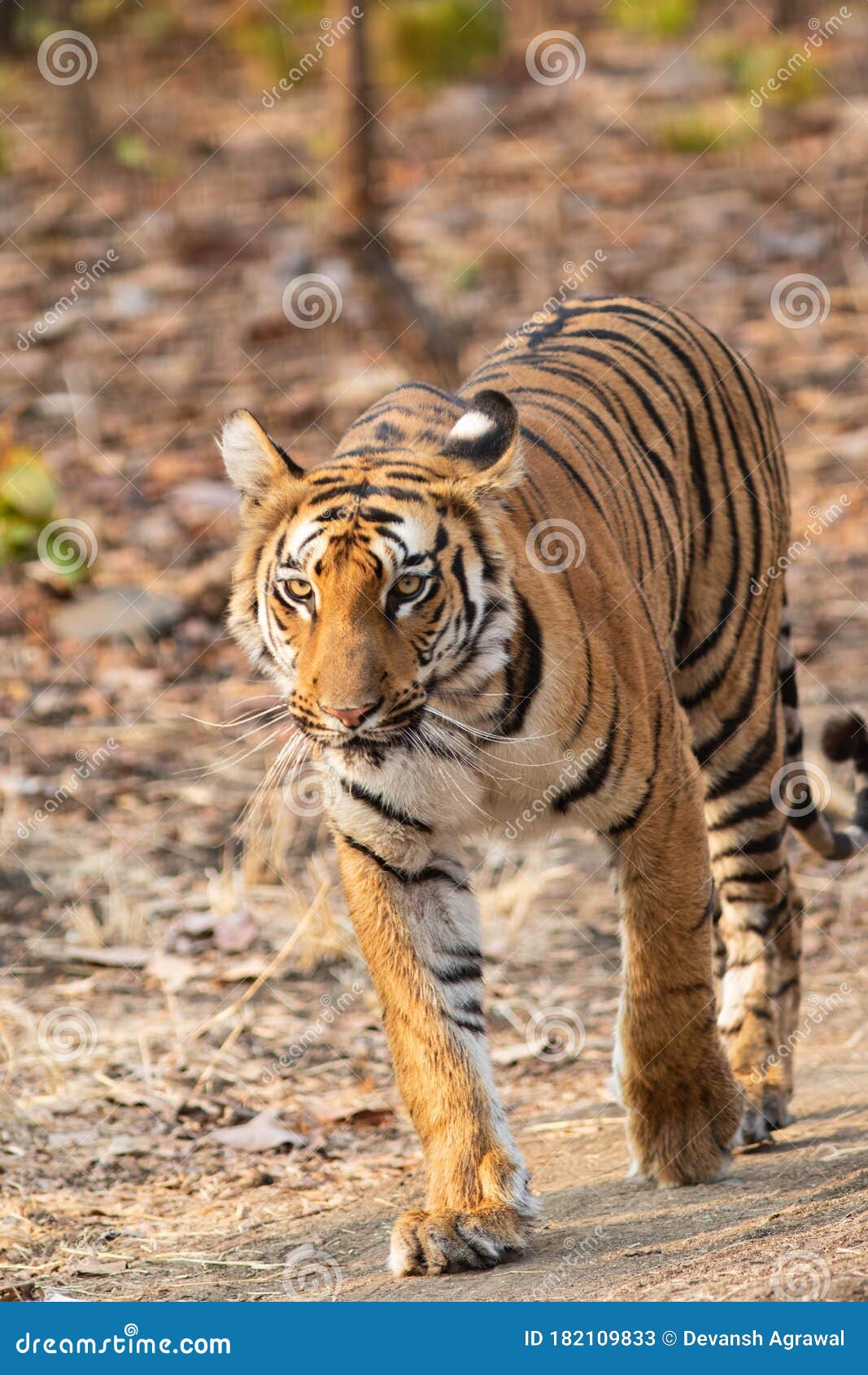 Tiger Walking Straight Towards the Camera on a Road Stock Image - Image ...