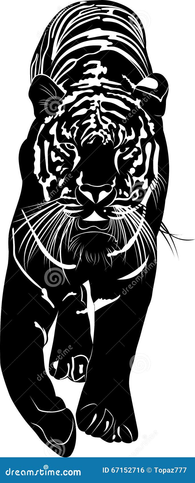 Tiger stock vector. Illustration of sign, danger, animal - 67152716