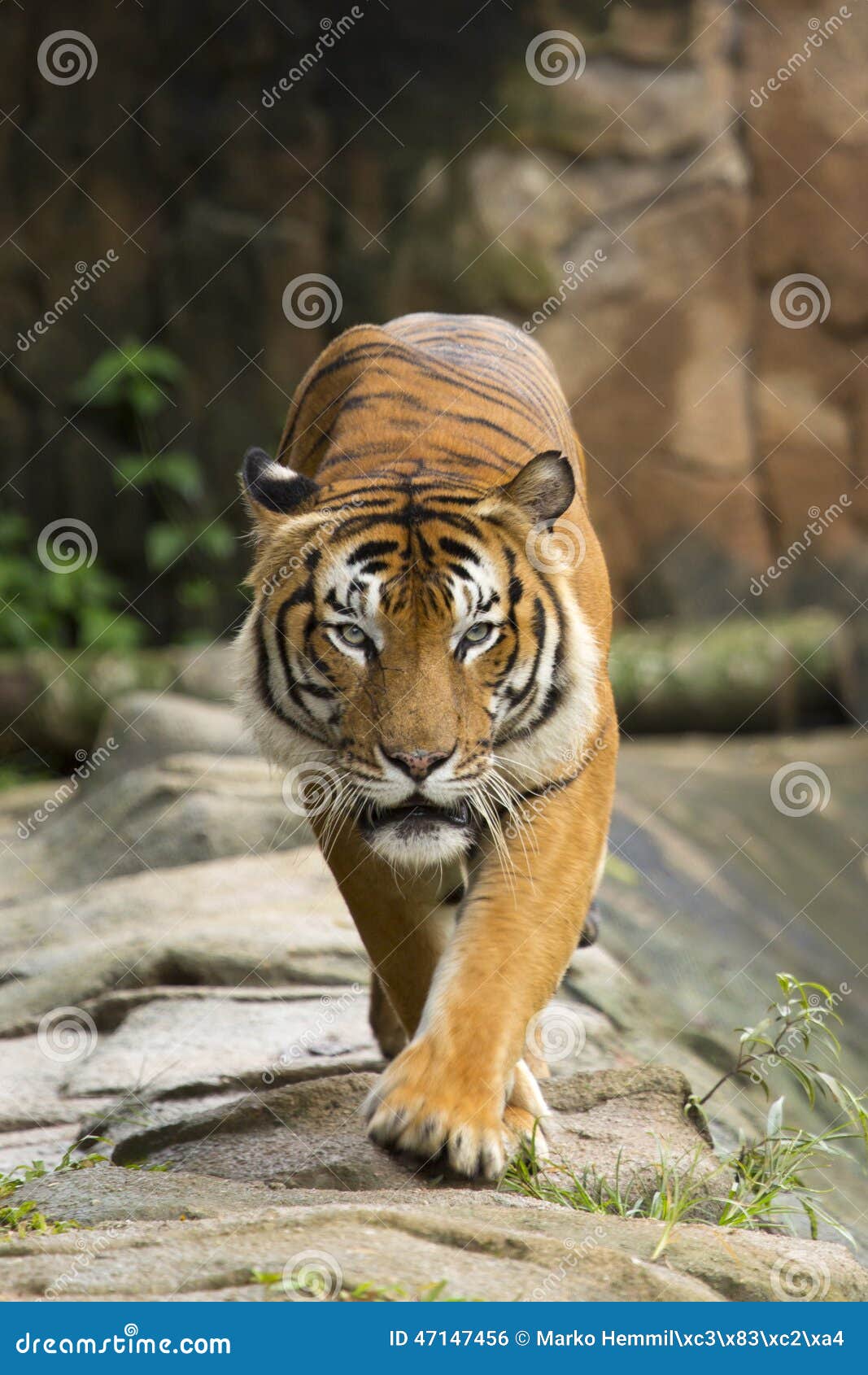 Tiger Walking Towards Camera Stock Photo - Image of walking, straight ...