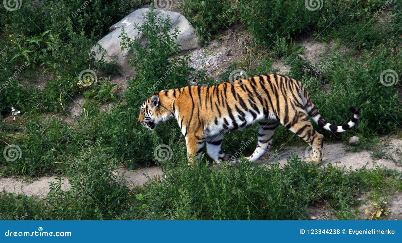 Tiger walking on the trail stock photo. Image of walking - 123344238