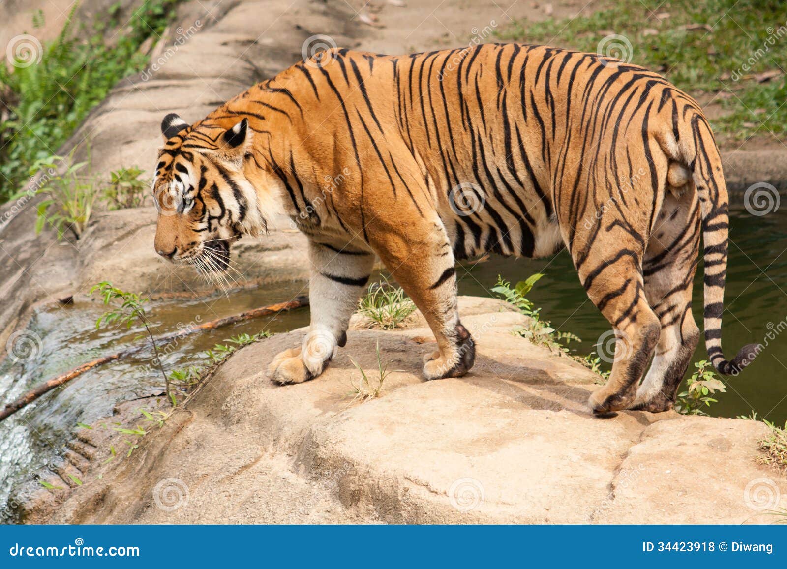 Tiger stock photo. Image of hunter, danger, animal, safari - 34423918