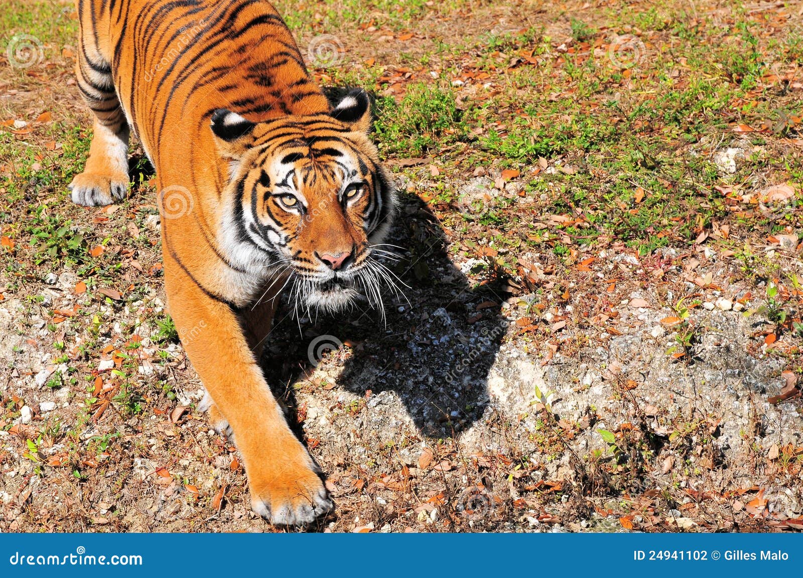 Tiger walking, watching stock photo. Image of orange - 24941102
