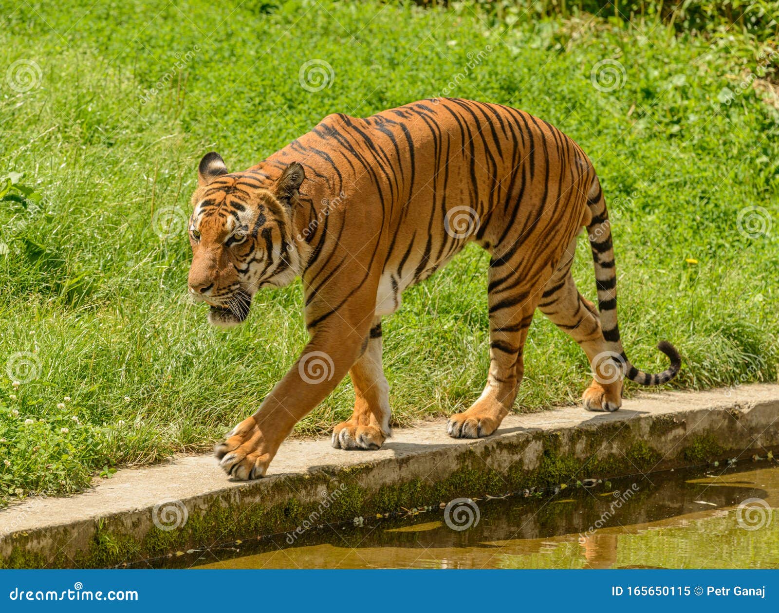 Tiger Walking by the Water Moat Stock Image - Image of life, prey ...