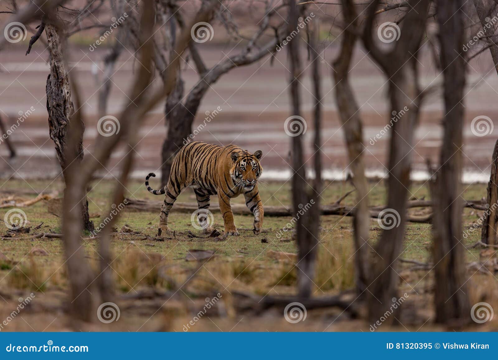 Tiger Walking through Woods, India Stock Image - Image of paws, stand ...