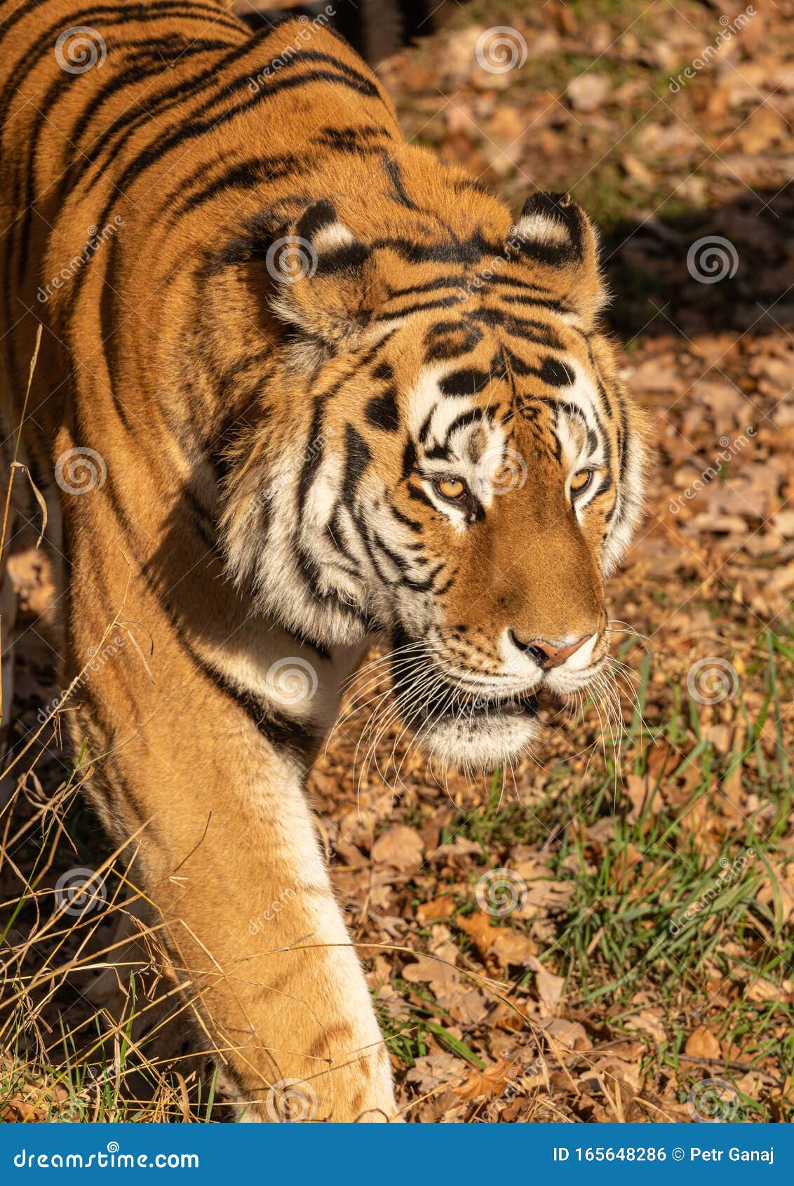 Tiger walking in the zoo stock photo. Image of teeth - 165648286