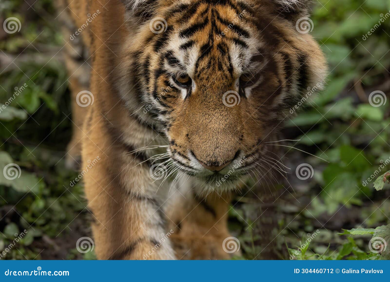 A Tiger Walks through the Forest in a Closed Nature Reserve. Stock ...