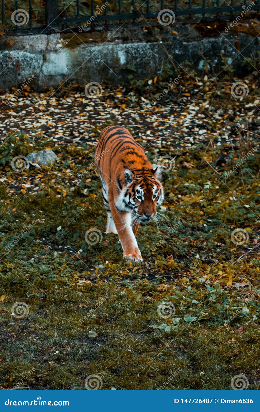 Tiger Walks on the Grass. Wild Animal Stock Image - Image of cover ...