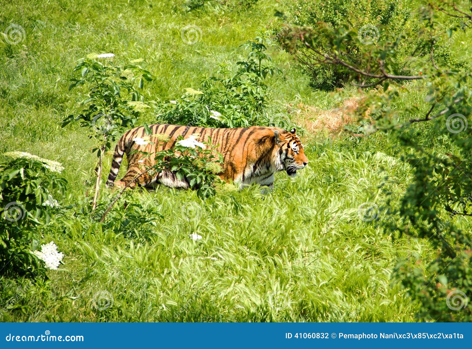 Tiger Walks in Jungle stock photo. Image of head, walk - 41060832