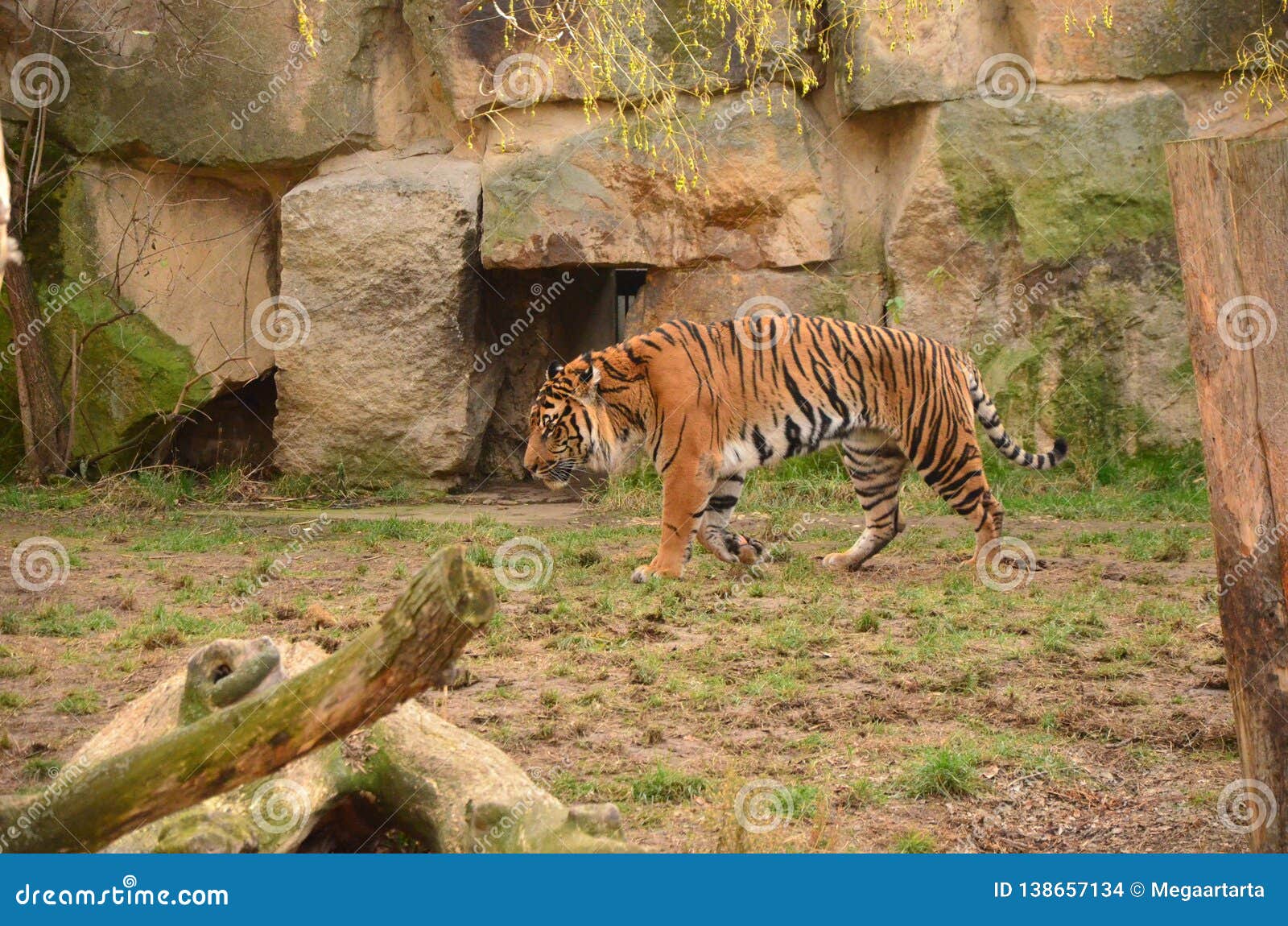 Tiger walks outside stock photo. Image of carnivore - 138657134