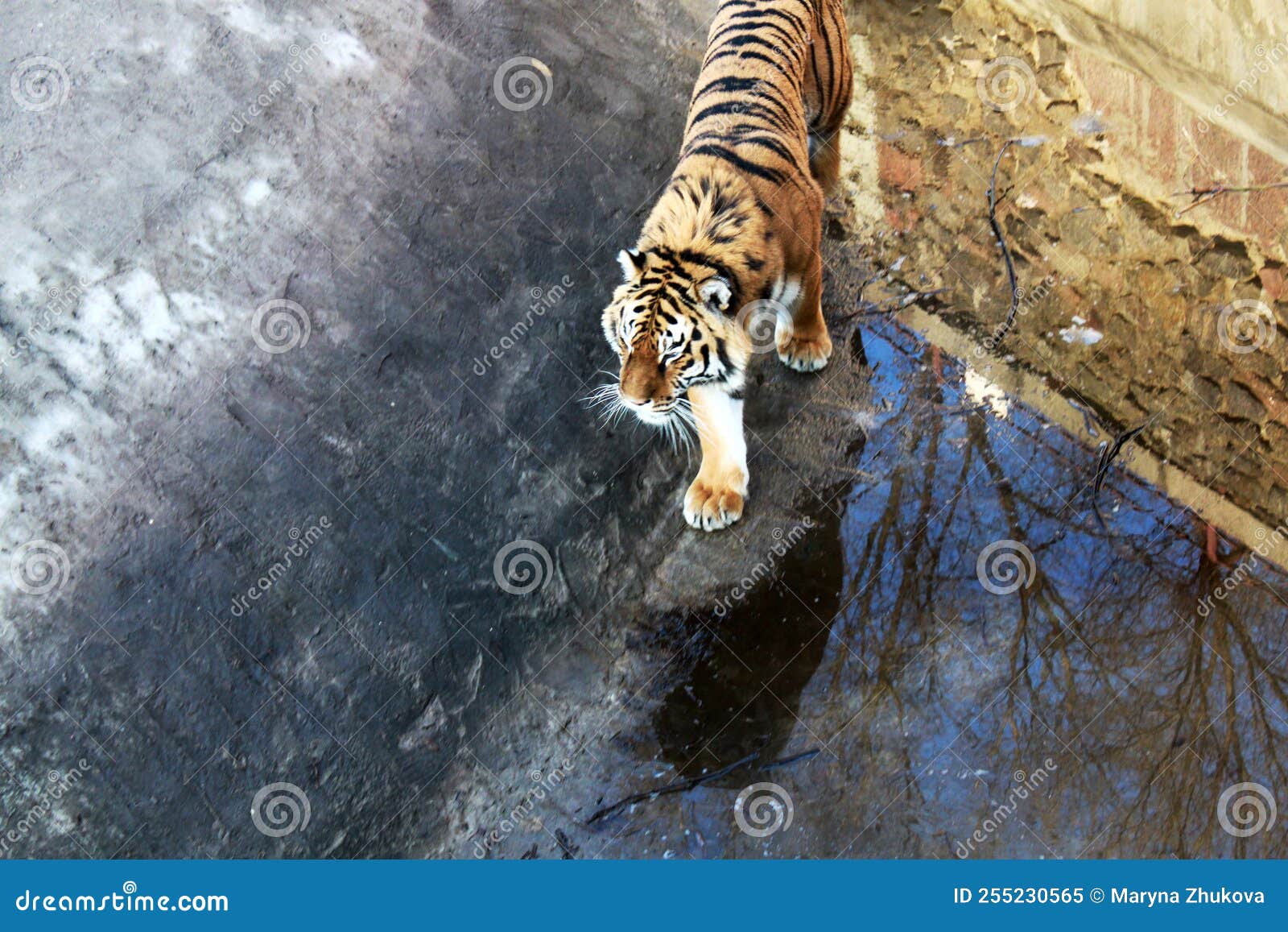 The Tiger Walks on the Territory of the Eco Park Stock Image - Image of ...