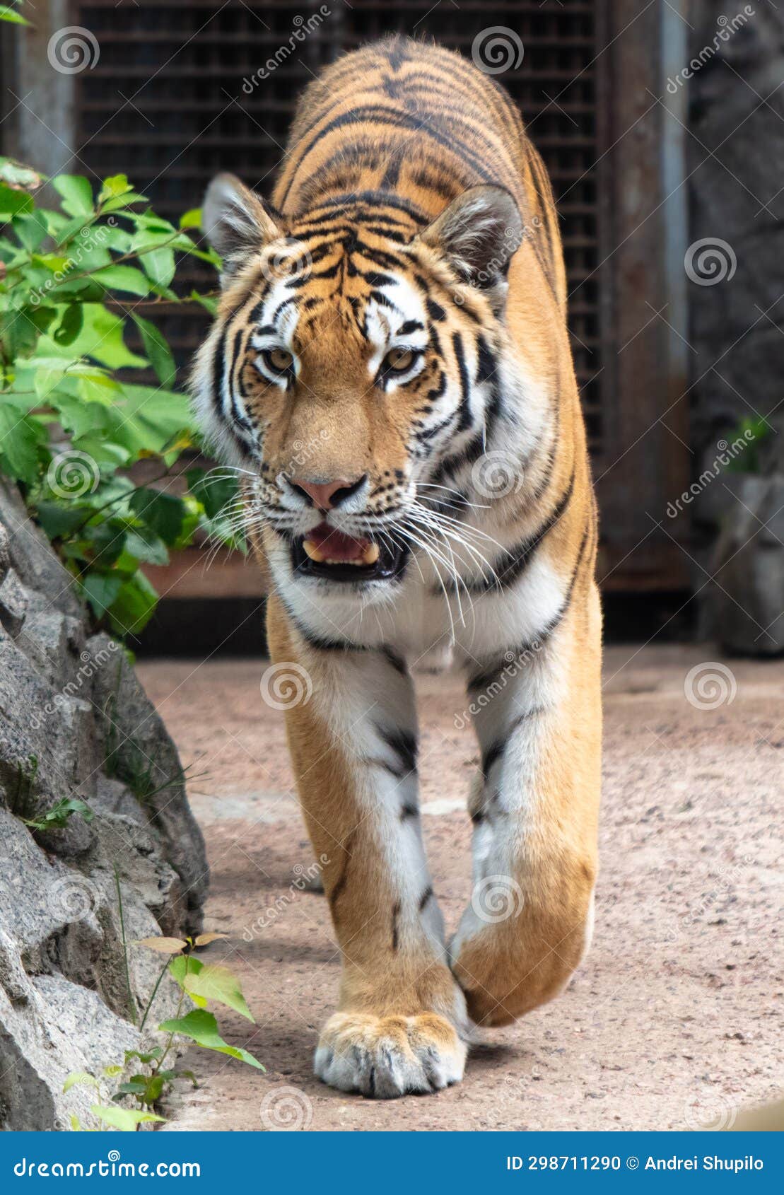A tiger walks in the zoo stock photo. Image of wildlife - 298711290