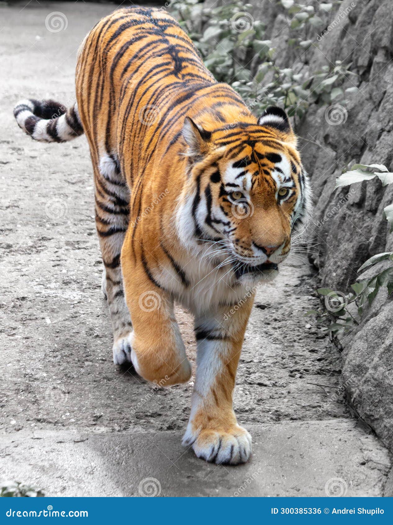 A tiger walks in the zoo stock photo. Image of predator - 300385336