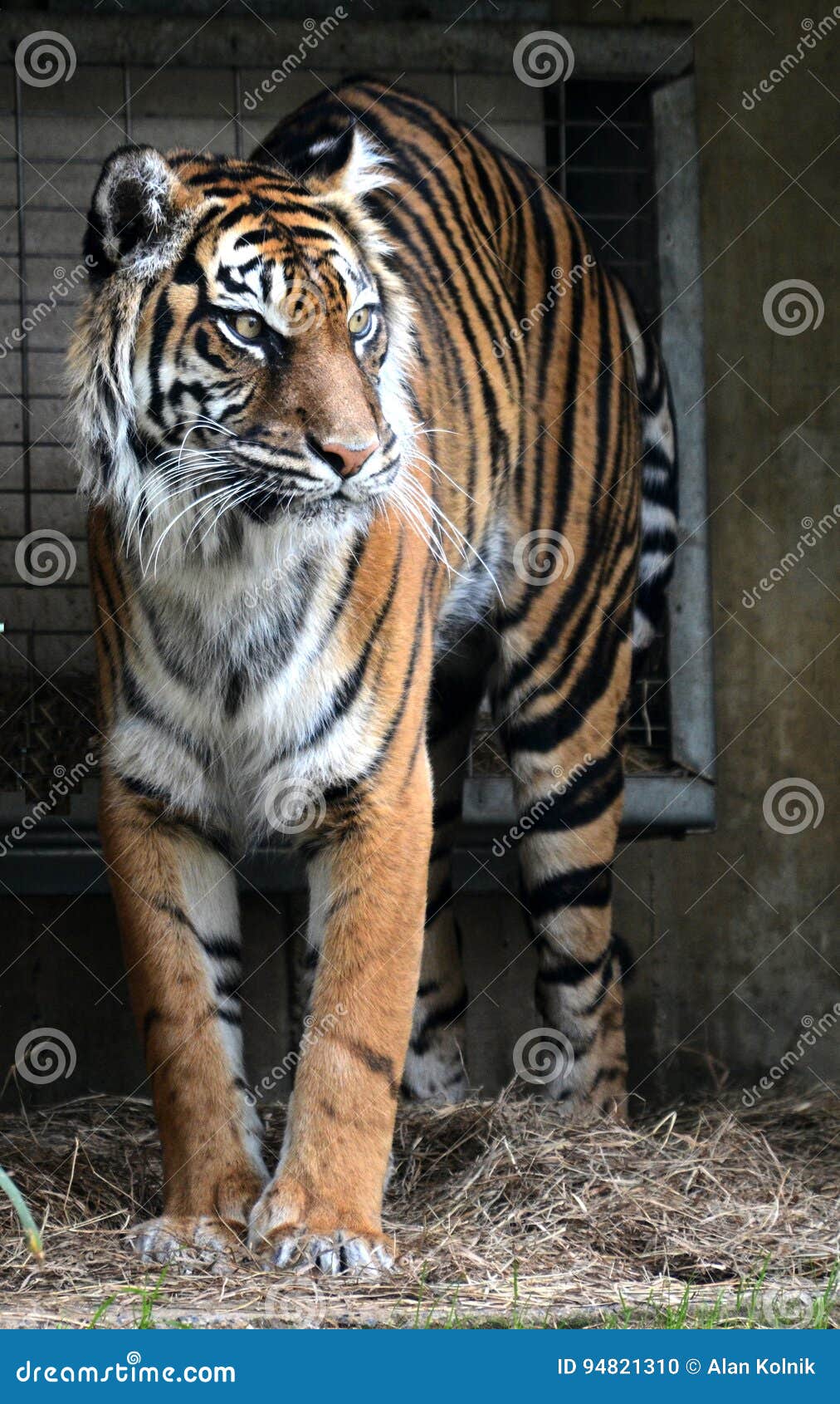 Tiger at the Washington DC National Zoo Editorial Image - Image of ...