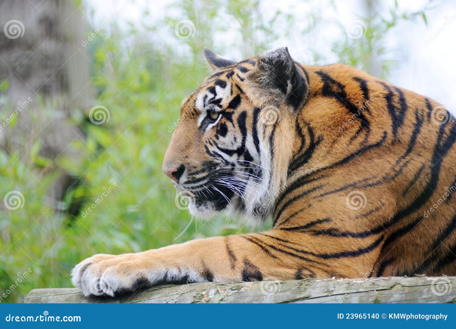 Tiger watching stock photo. Image of carnivore, look - 23965140
