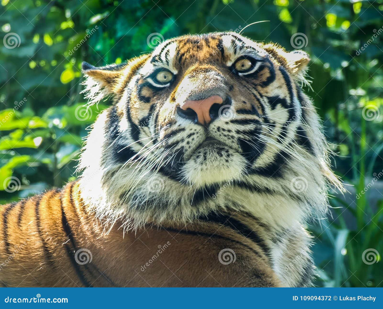 Tiger watching his prey. stock photo. Image of prey - 109094372