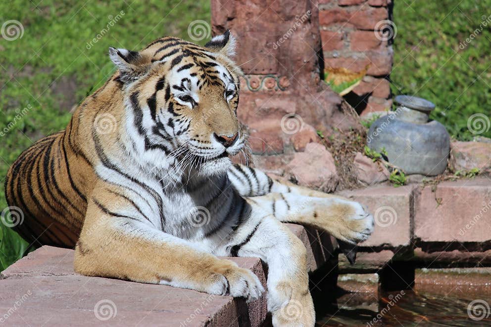 Tiger Watching on Ledge stock photo. Image of mammal - 34050646