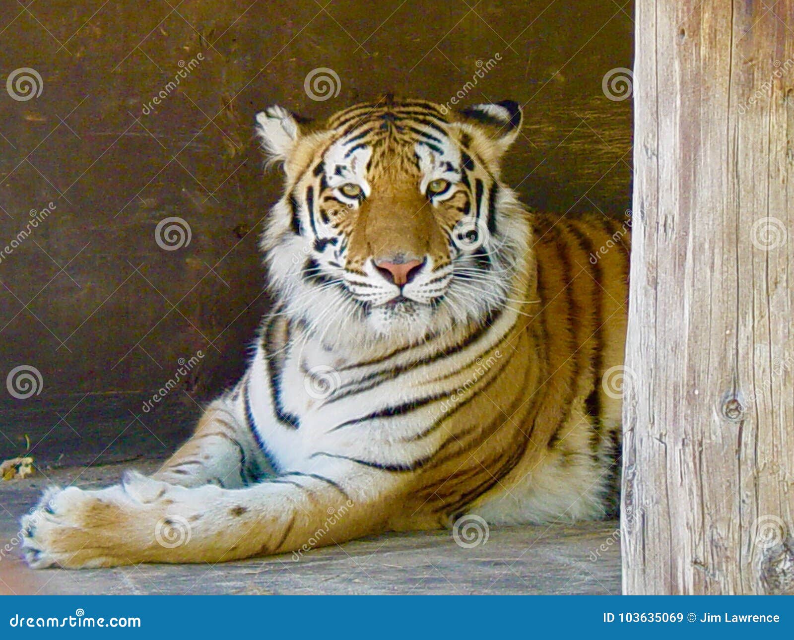 Tiger watching stock image. Image of tiger, visitors - 103635069