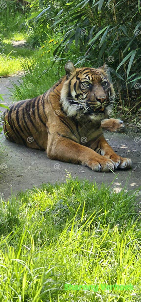 Tiger is watching you! stock photo. Image of watching - 277074242