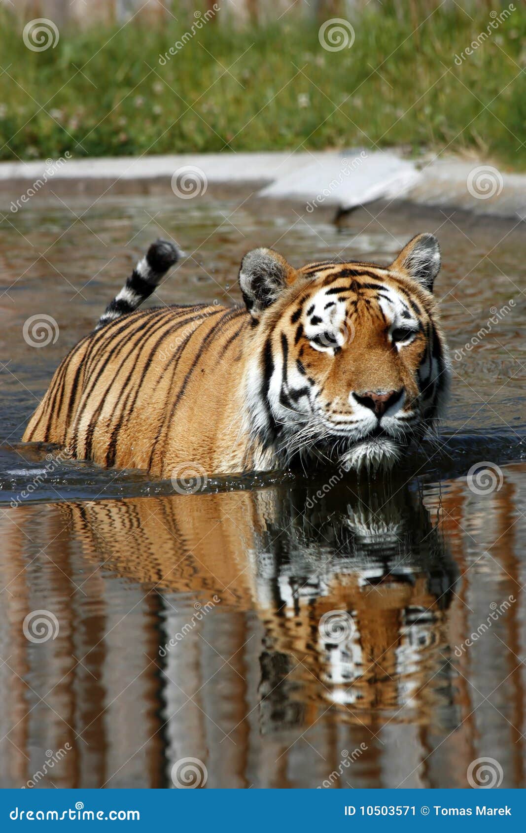 Tiger in water stock image. Image of face, beautiful - 10503571