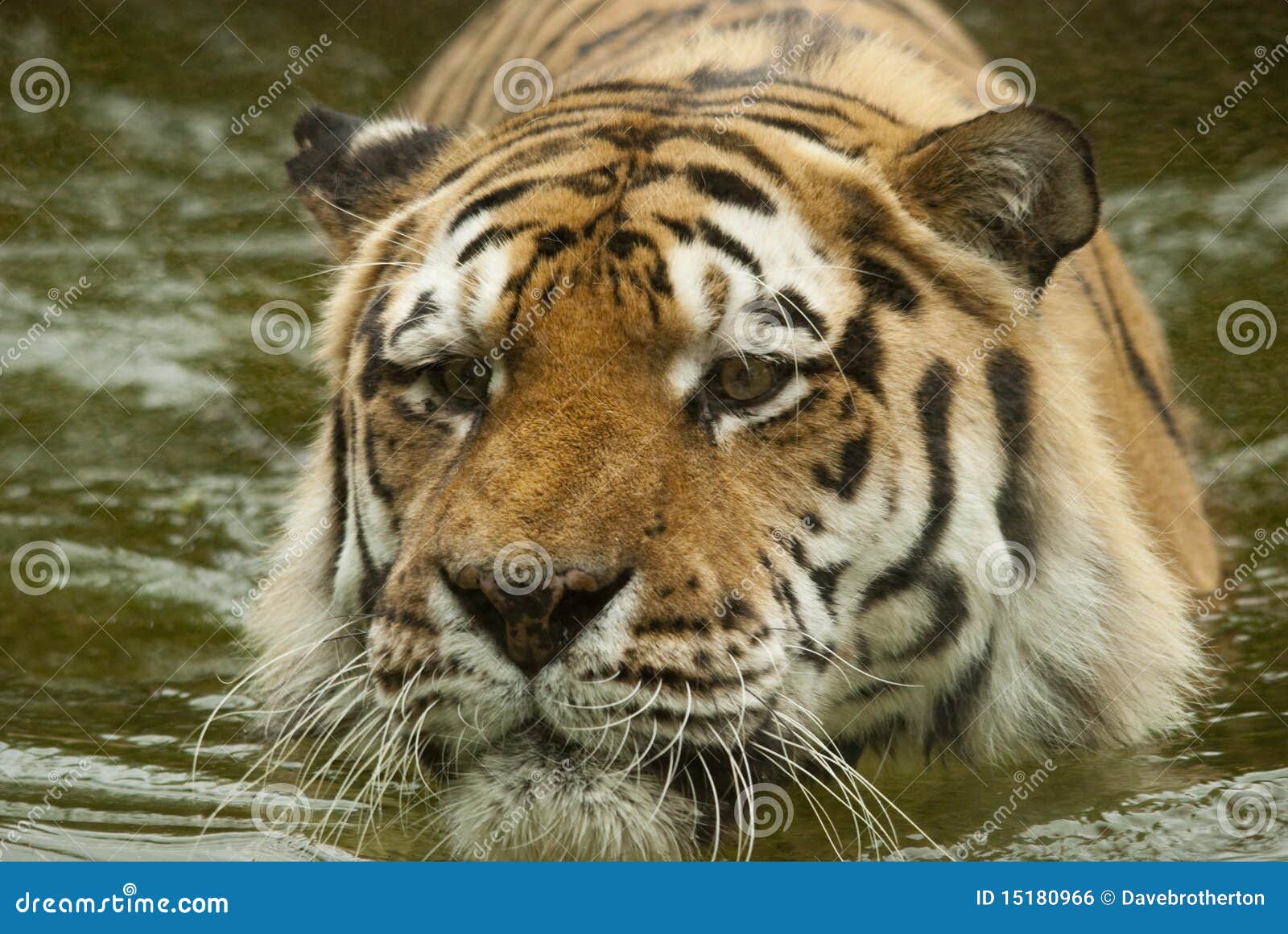 Tiger in water stock photo. Image of amur, safari, asia - 15180966