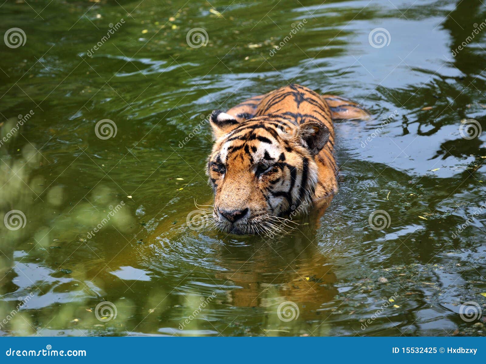 Tiger in water stock image. Image of manchurian, males - 15532425