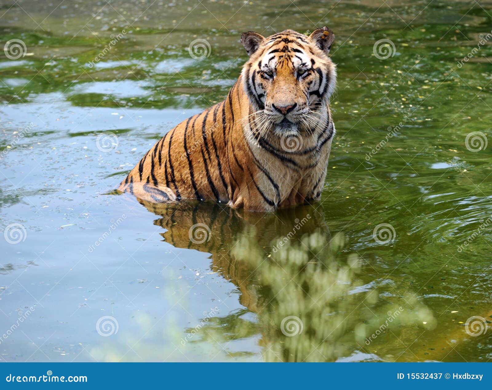 Tiger in water stock image. Image of pool, feline, color - 15532437