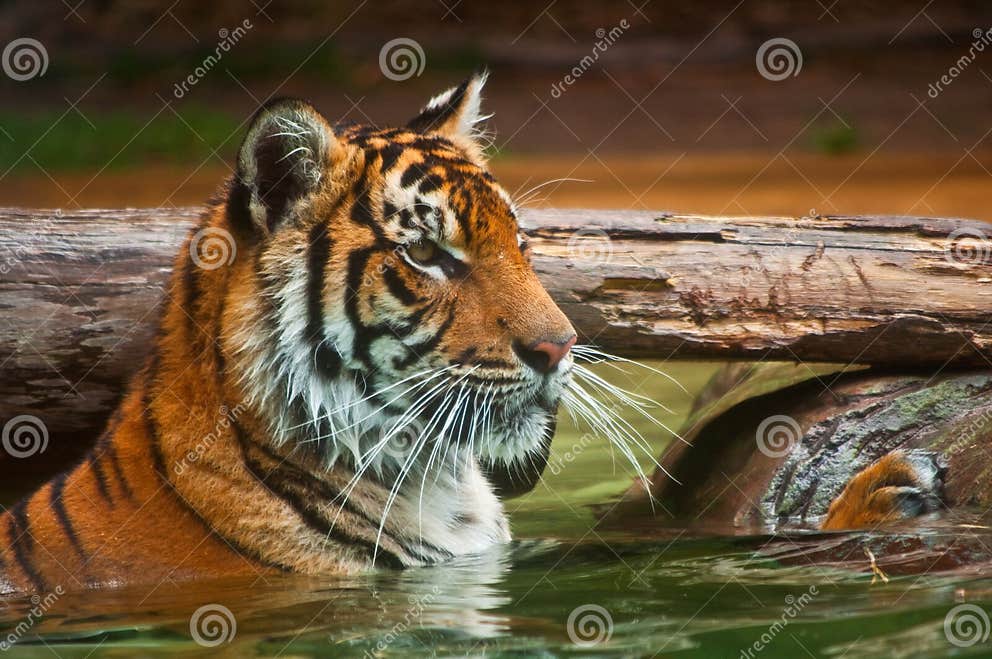 Tiger in water stock image. Image of orange, waterhole - 17510967