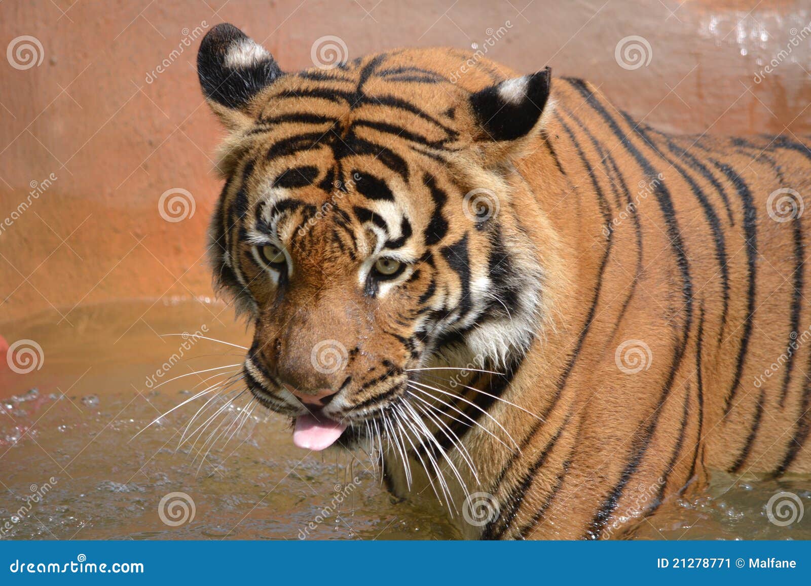 Tiger in the water stock image. Image of water, stripes - 21278771