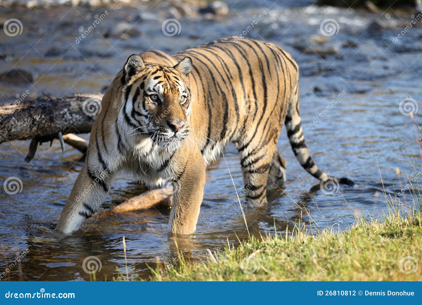 Tiger in water stock photo. Image of amur, angry, scare - 26810812