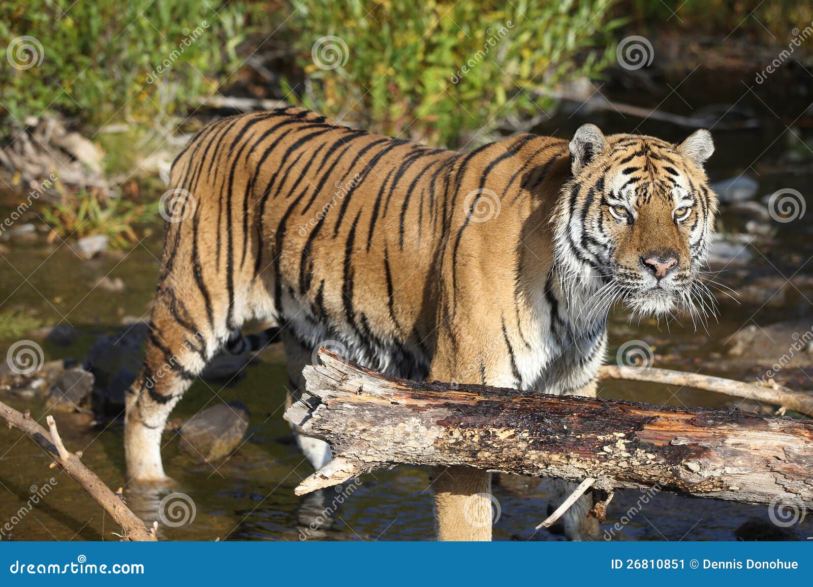 Tiger in water stock image. Image of blood, amur, anger - 26810851