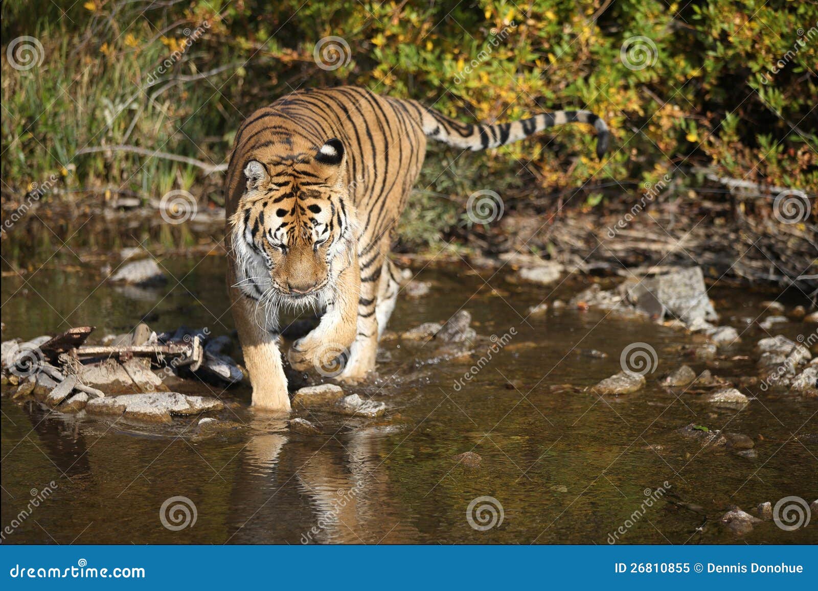 Tiger in water stock image. Image of close, bare, predator - 26810855