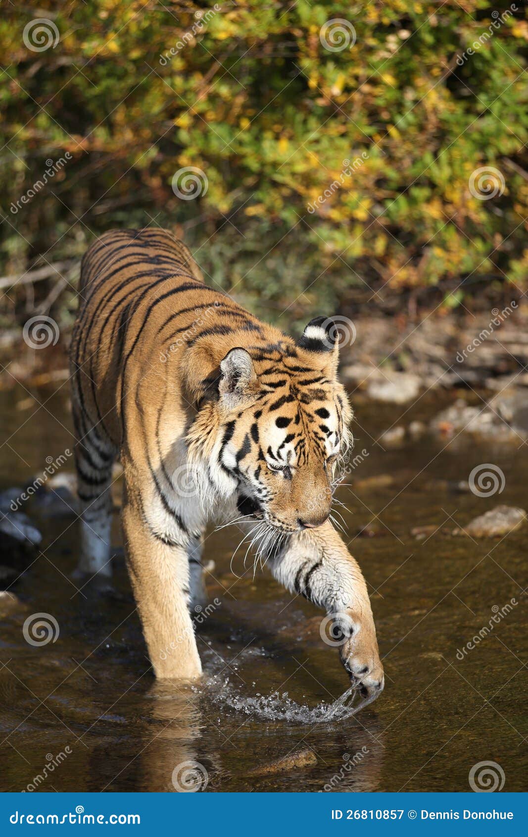 Tiger in water stock image. Image of scare, angry, aggressive - 26810857