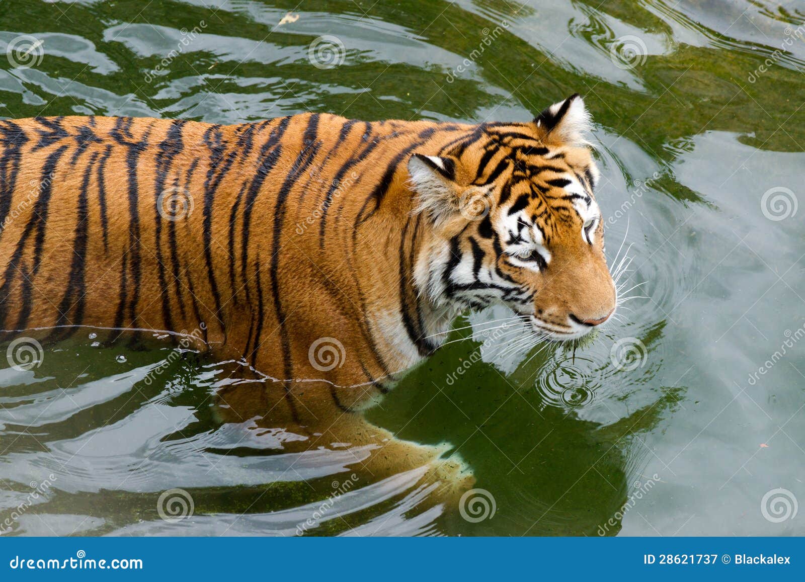 Tiger in the Water stock image. Image of orange, gaze - 28621737