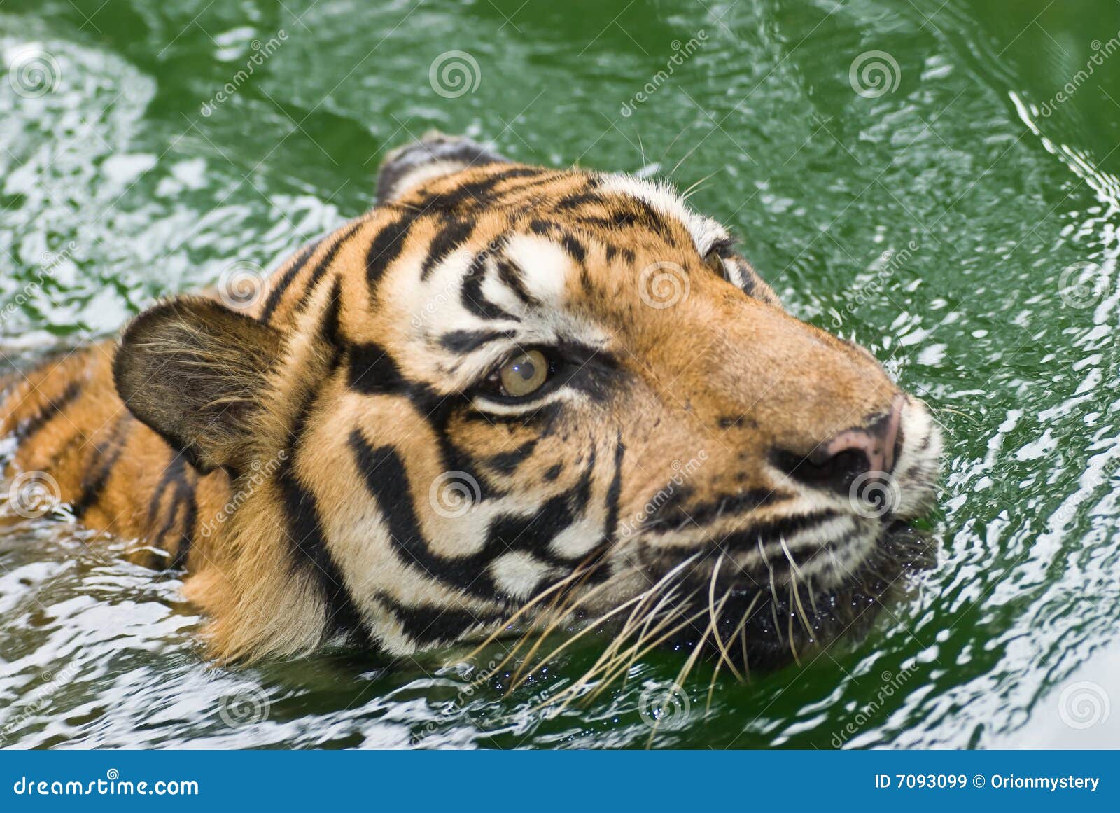 A Tiger In Water Royalty Free Stock Images - Image: 7093099