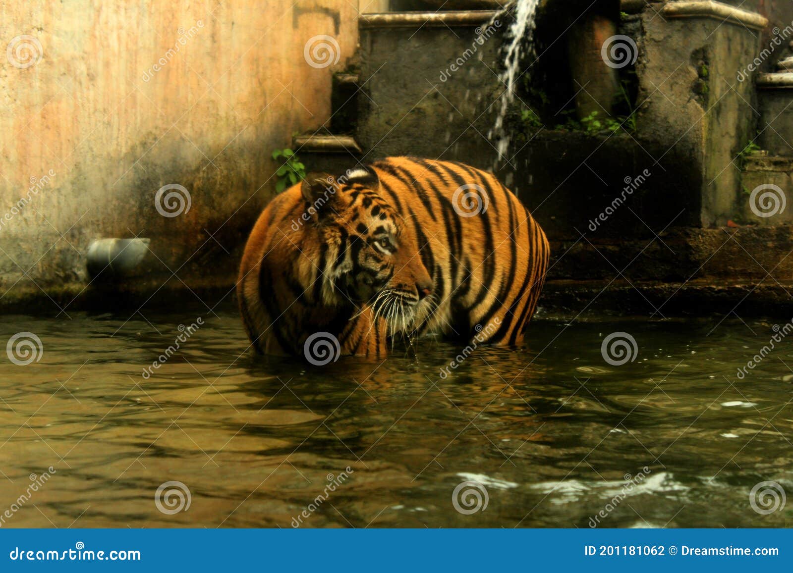 Tiger Water Animal Jungle King Stock Photo - Image of jungle ...