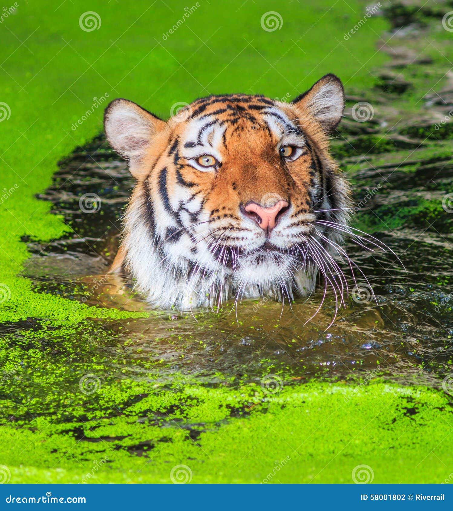 Tiger in the water stock photo. Image of front, asia - 58001802