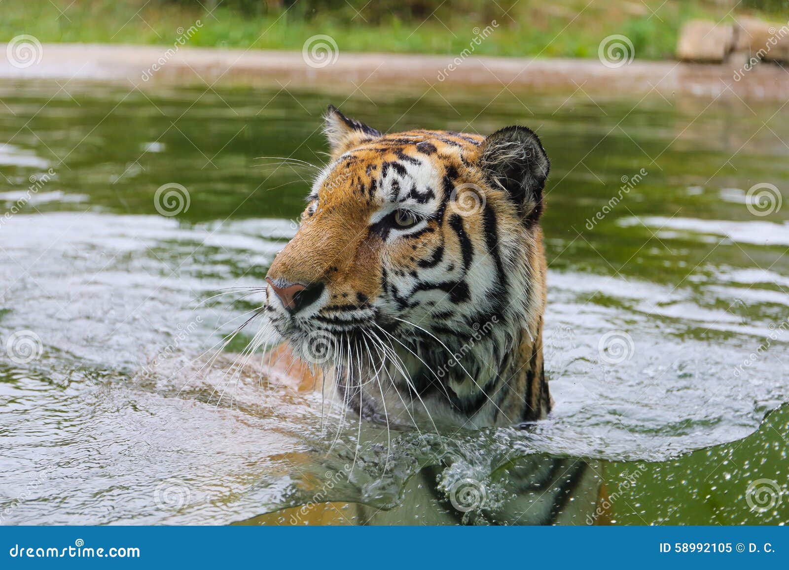 Tiger in water stock image. Image of print, tiger, wildlife - 58992105