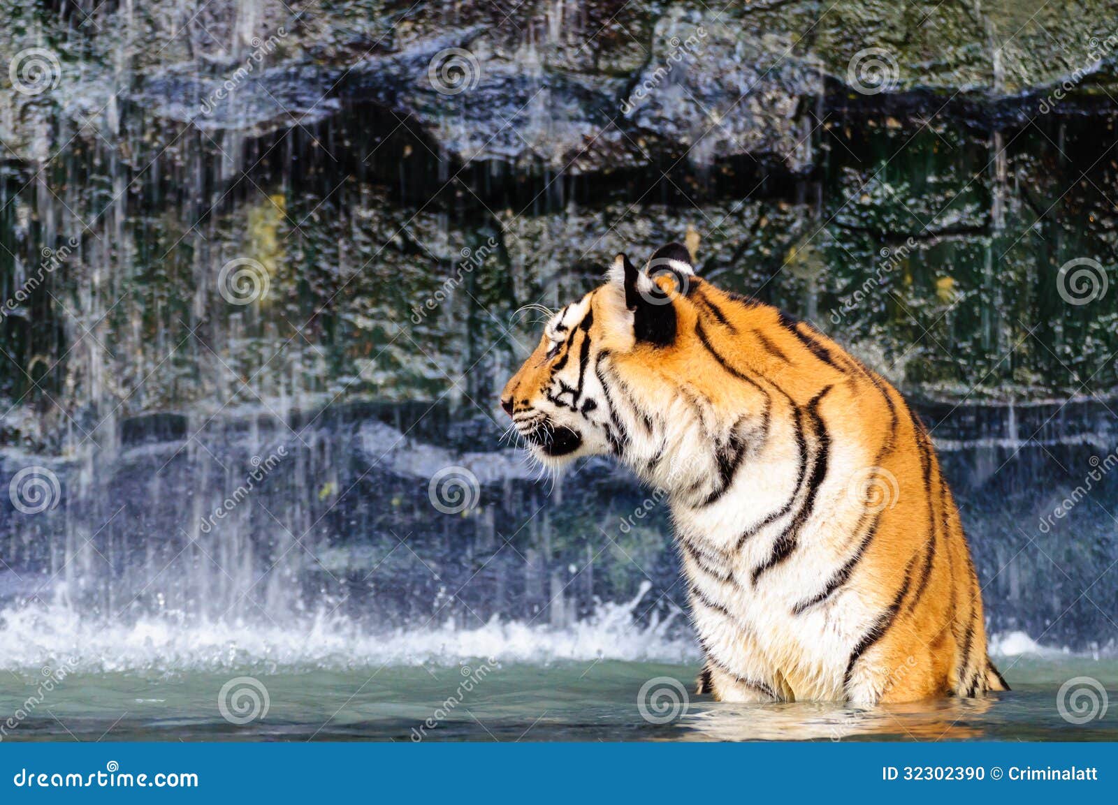 Tiger in the water stock photo. Image of pond, mammal - 32302390