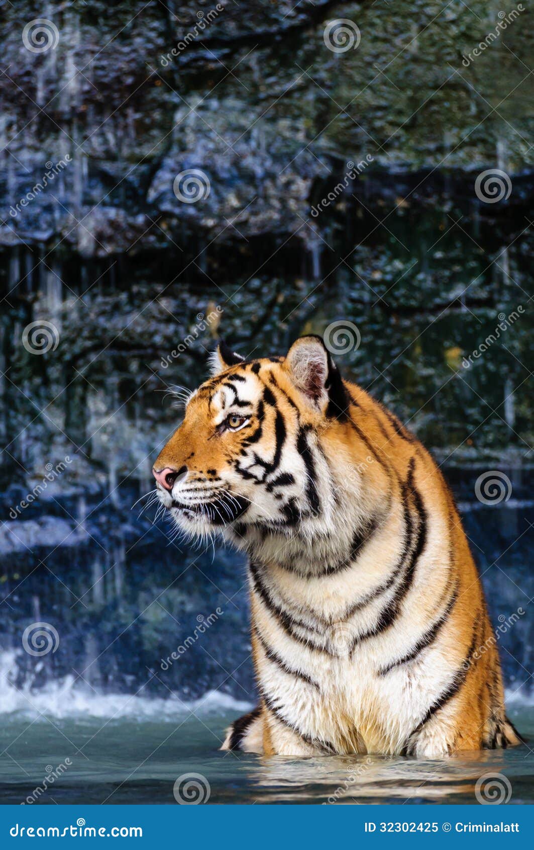 Tiger in the water stock image. Image of life, tiger - 32302425