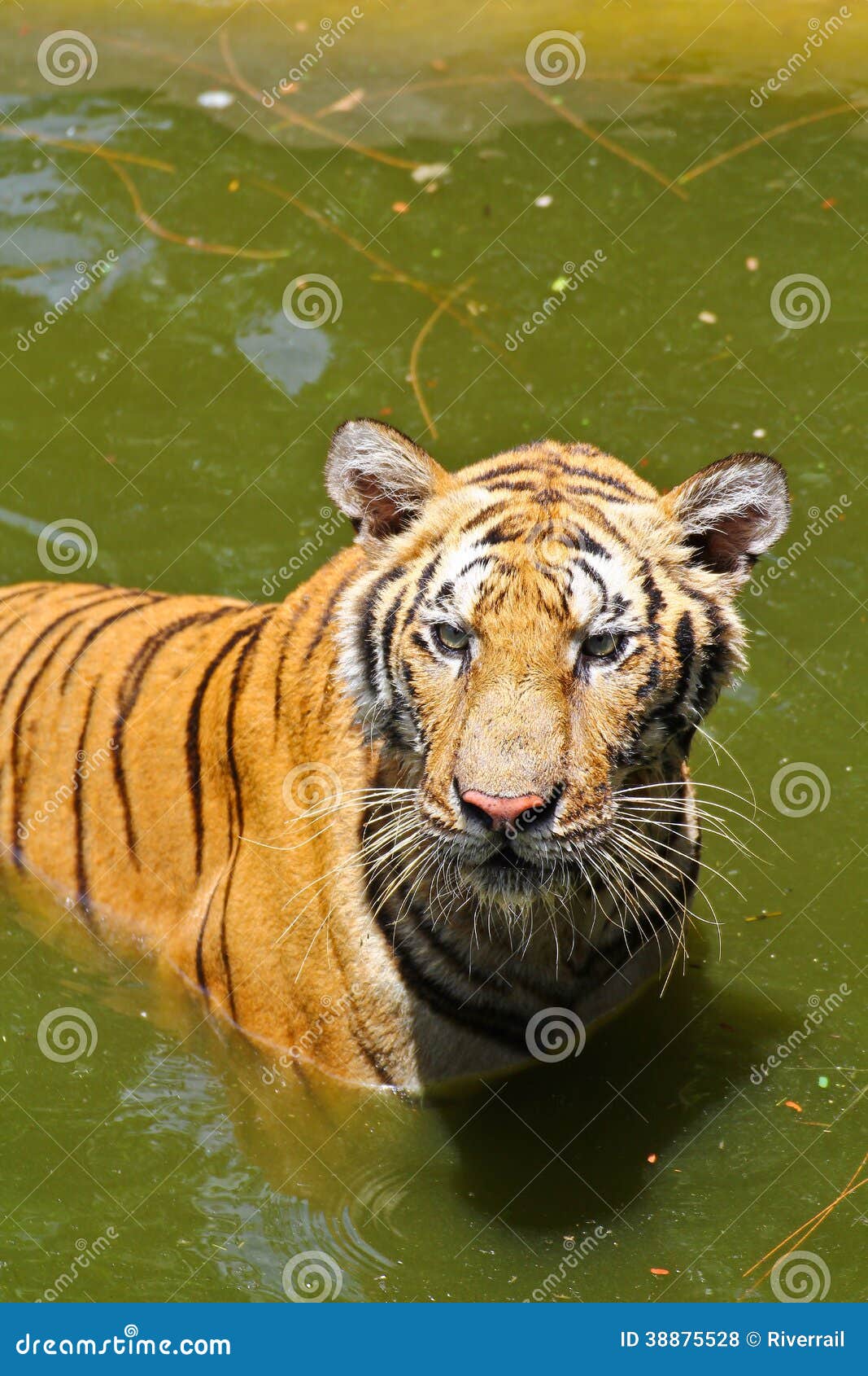 Tiger in the water stock photo. Image of aggression, nature - 38875528