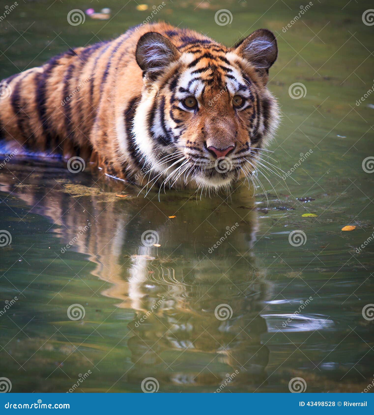 Tiger in the water stock photo. Image of beauty, carnivore - 43498528