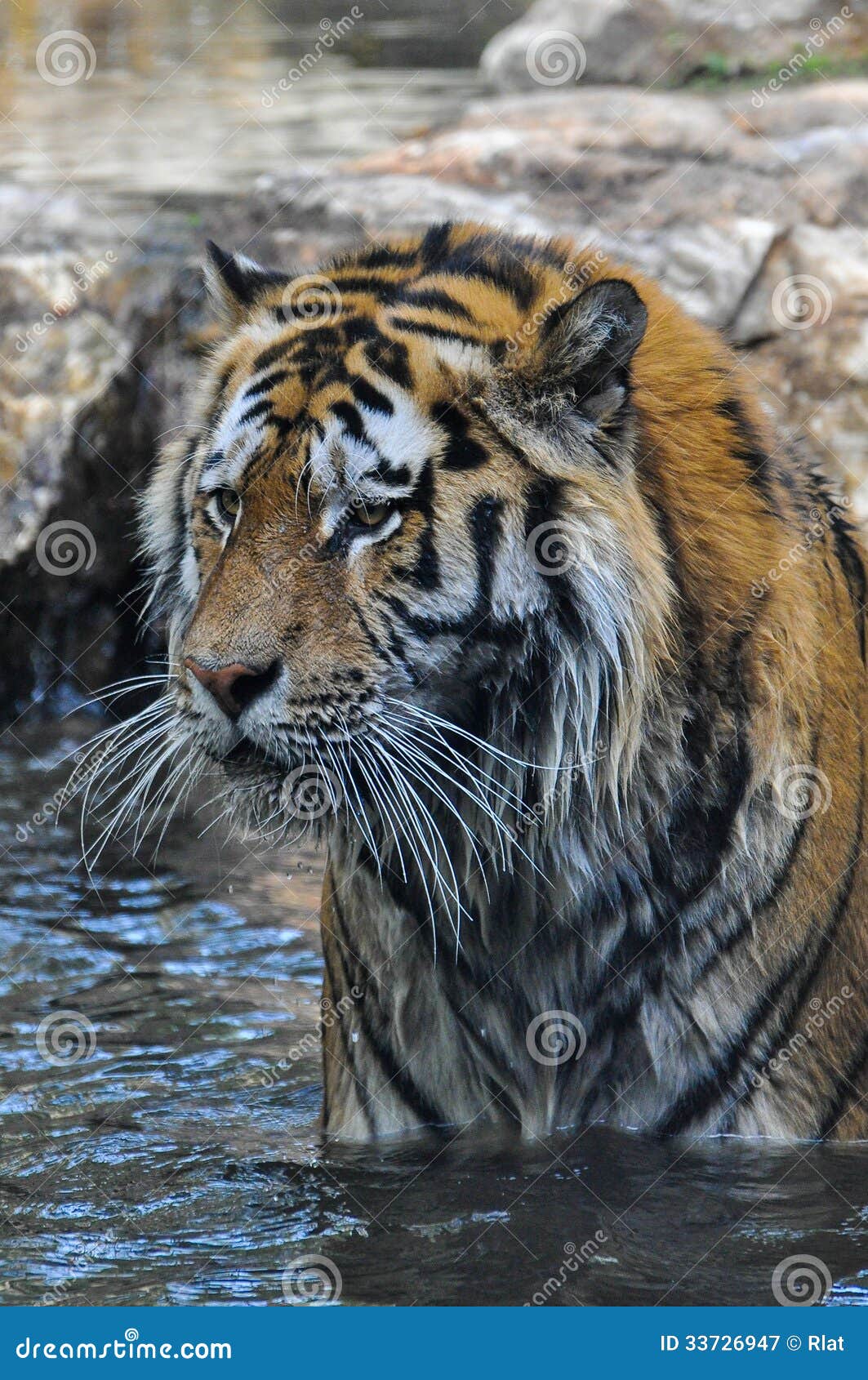 Tiger in water stock image. Image of undomesticated, pets - 33726947