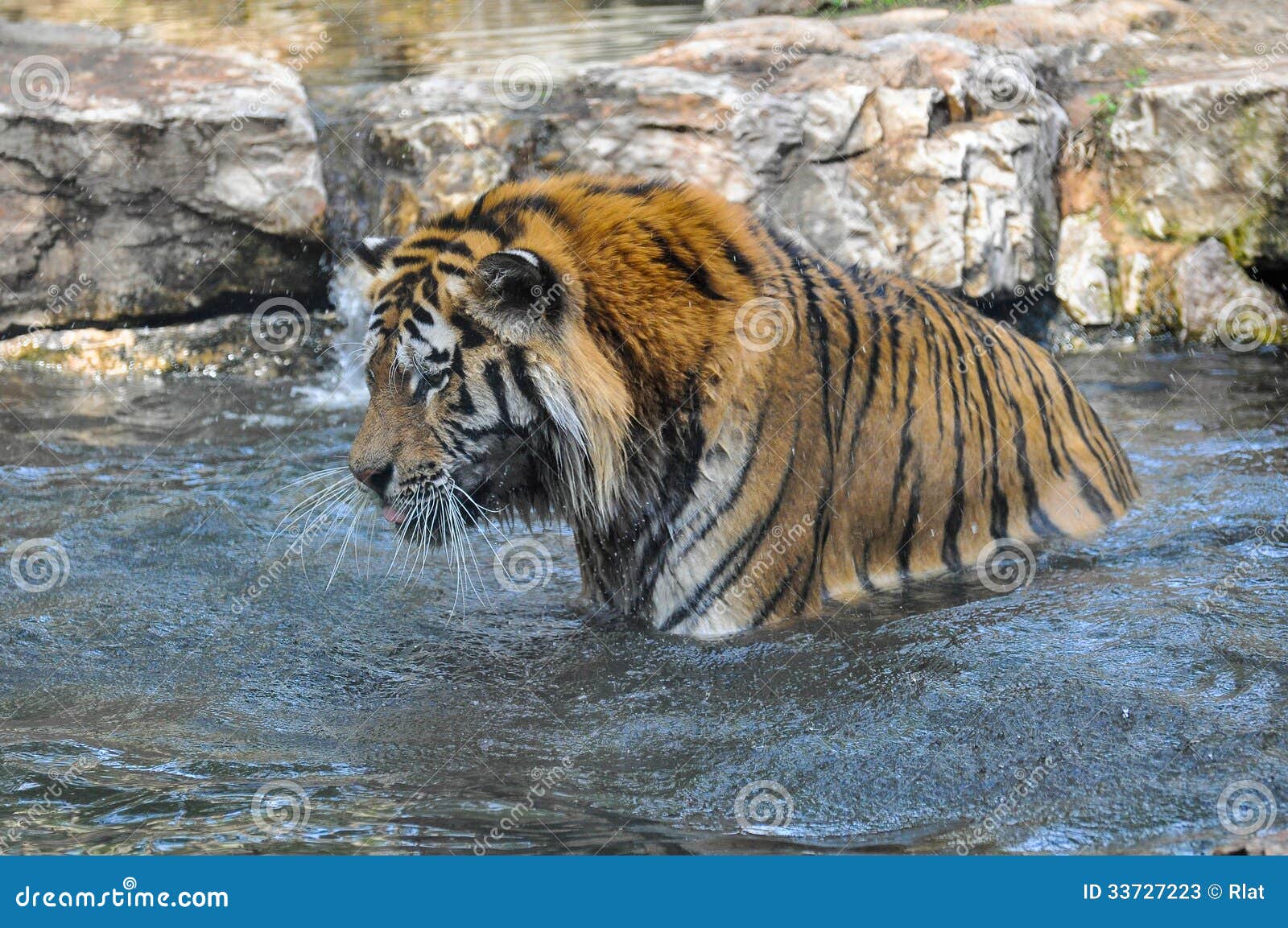 Tiger in water stock image. Image of feline, jungle, tiger - 33727223