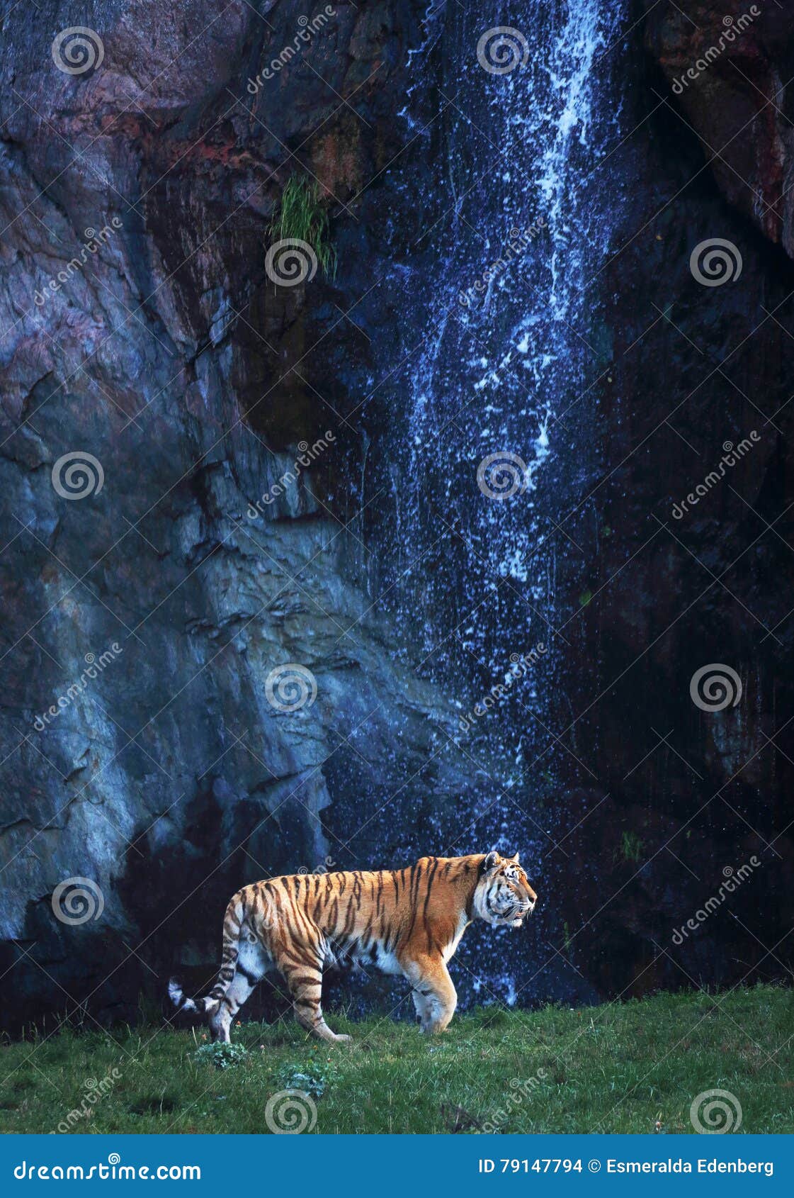 Tiger at a waterfall stock photo. Image of china, face - 79147794